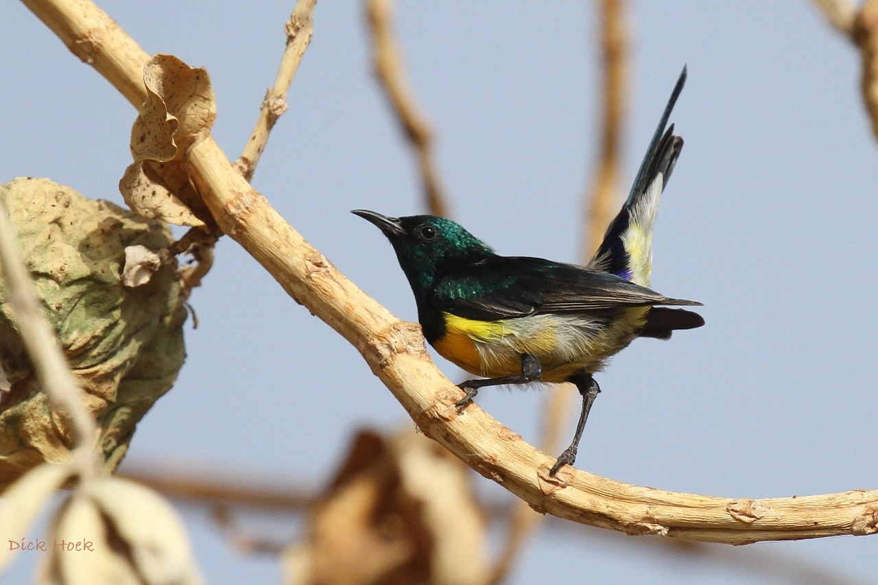 Aswan Nature - Aswan Natural