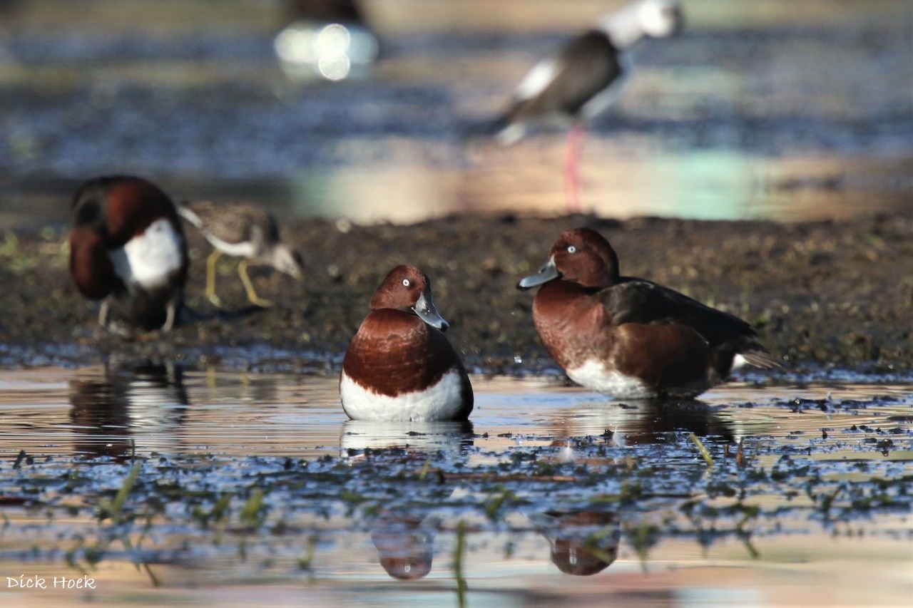 Aswan Nature - Aswan Natural