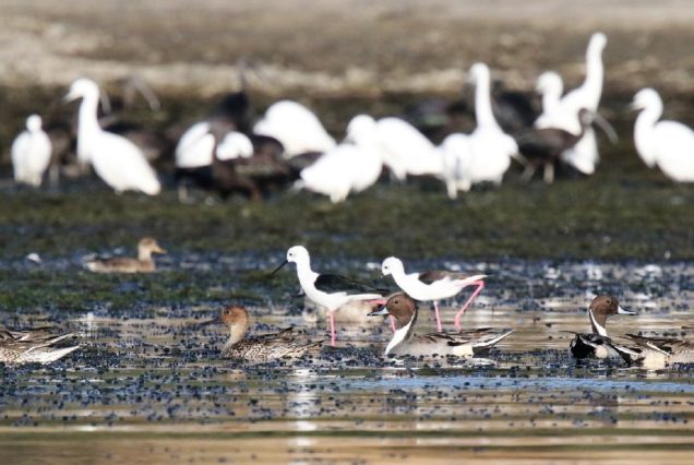 Aswan Reservoir Birds tour - Aswan Natural